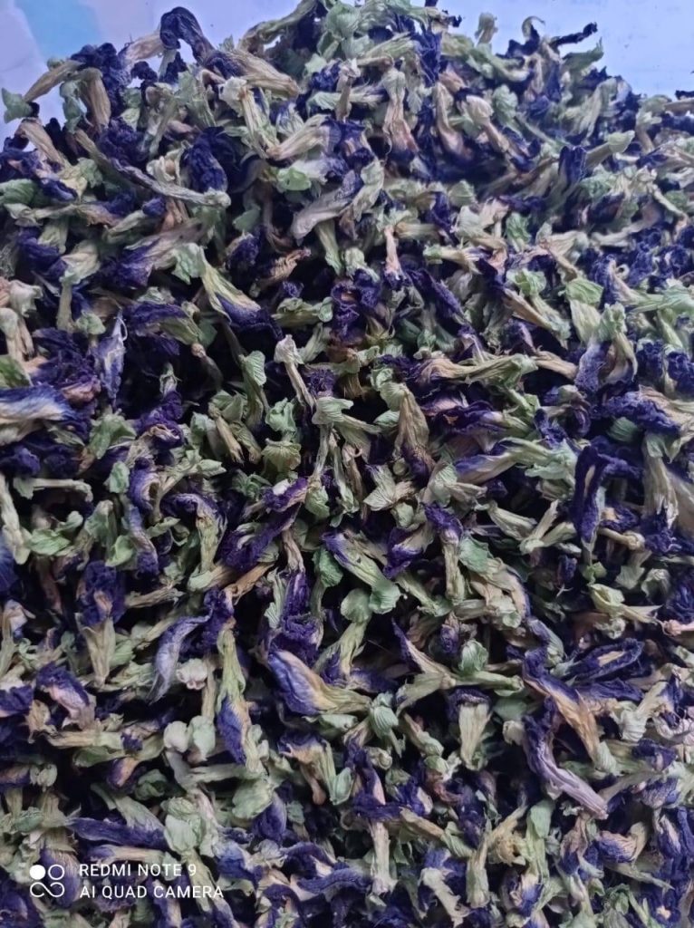 Fakta dari Khasiat 'Si Cantik' Bunga Telang - KATOLIKANA