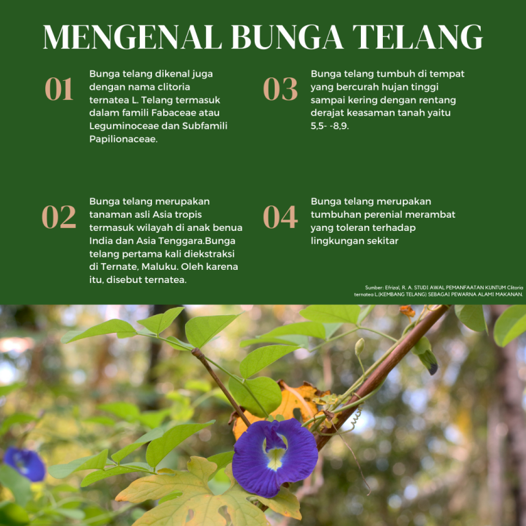 Fakta dari Khasiat 'Si Cantik' Bunga Telang - KATOLIKANA