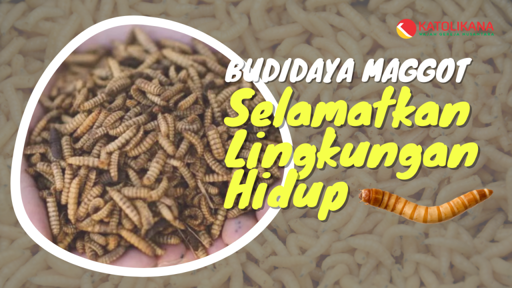 Budidaya Maggot Untuk Selamatkan Lingkungan Hidup – KATOLIKANA