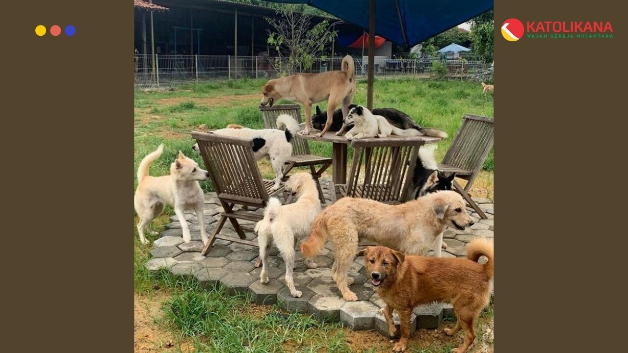 Ron Ron Dog Care (RRDC), Rumah Baru bagi Anjing Terlantar di Yogyakarta ...